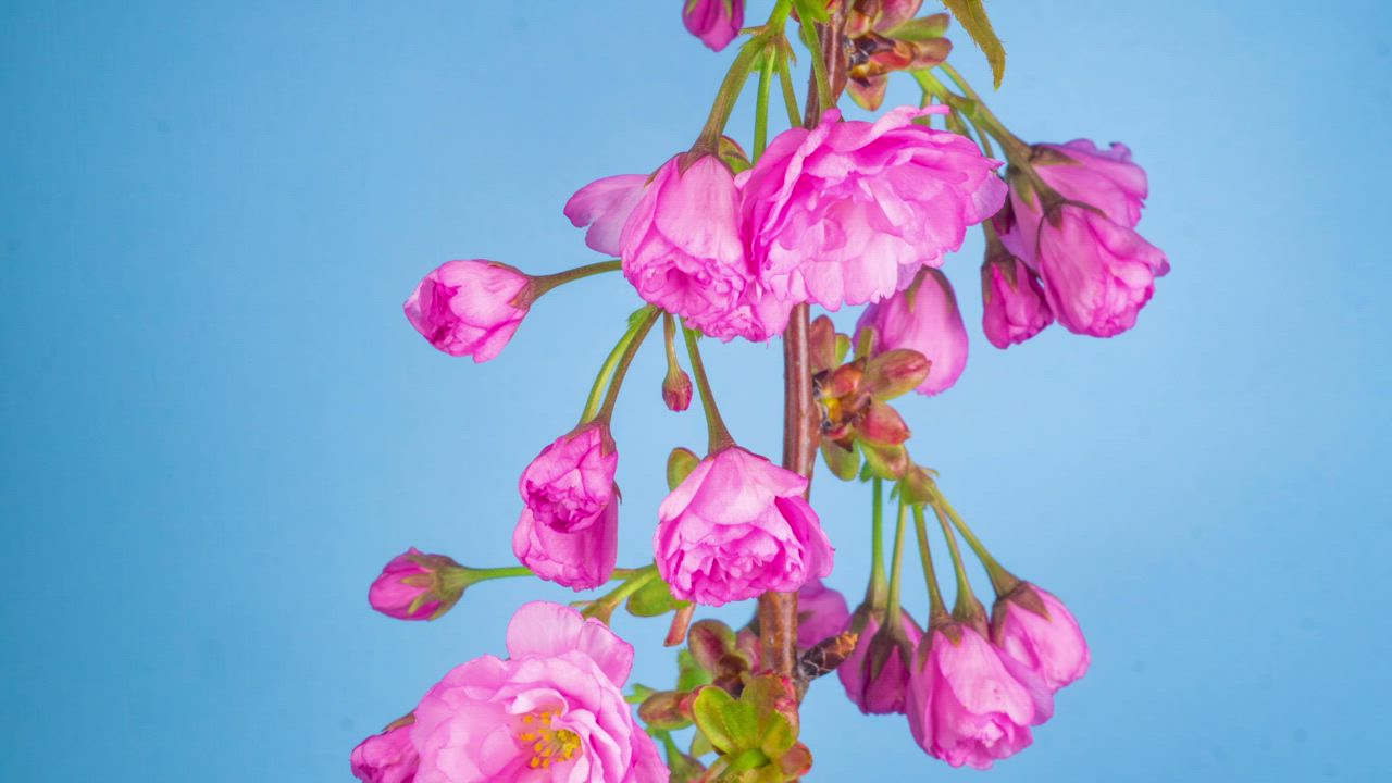 Sakura tree flowers opening - Free Stock Video