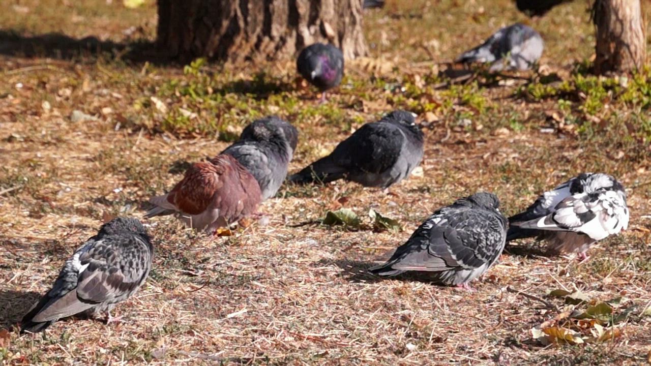 Doves on the ground - Free Stock Video