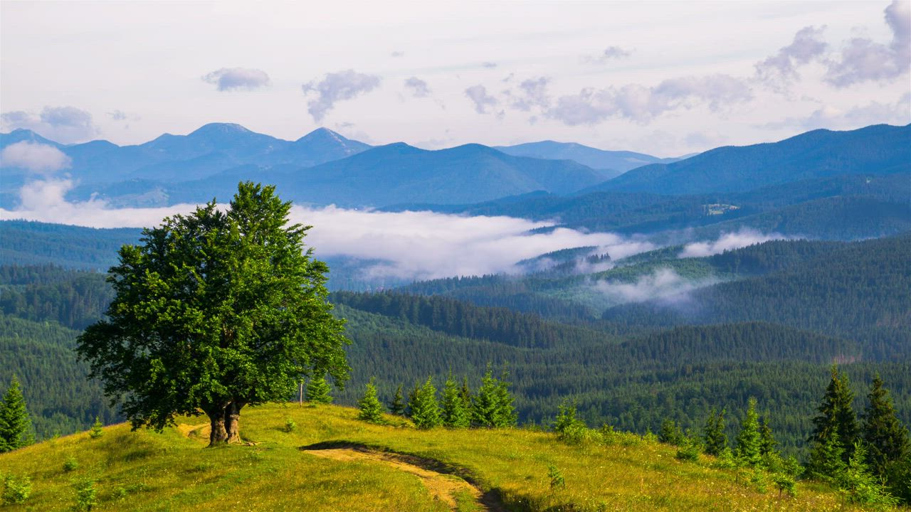 A big tree in the top of the hill and mountain landscape - Free Stock Video