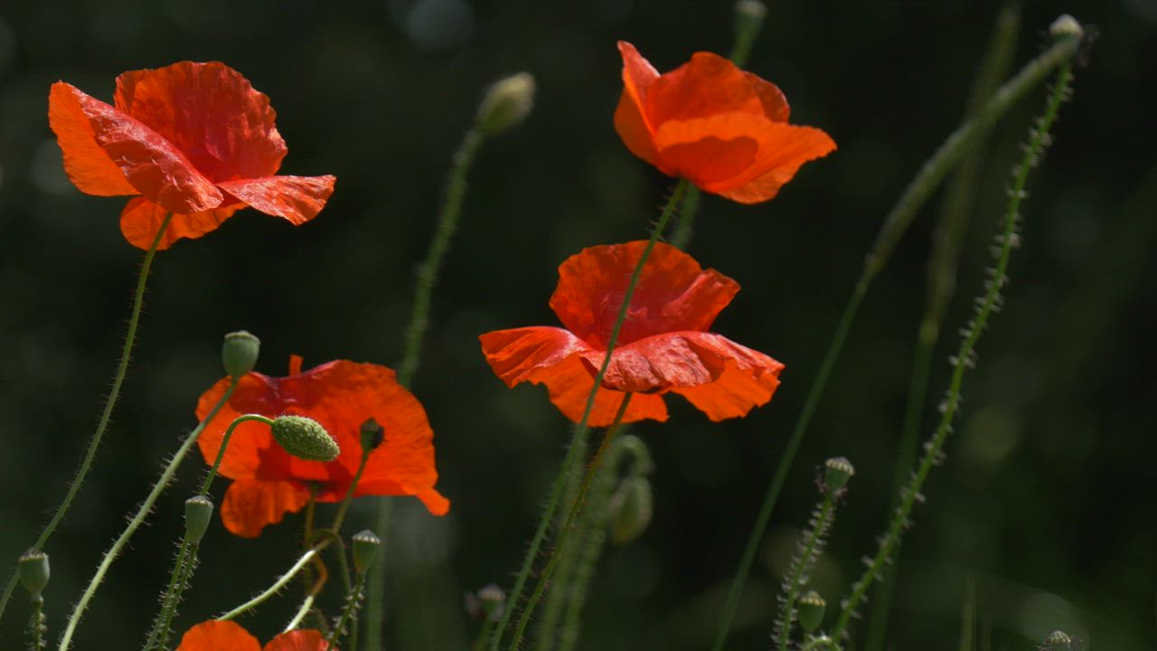 Orange wildflowers moving with the wind - Free Stock Video