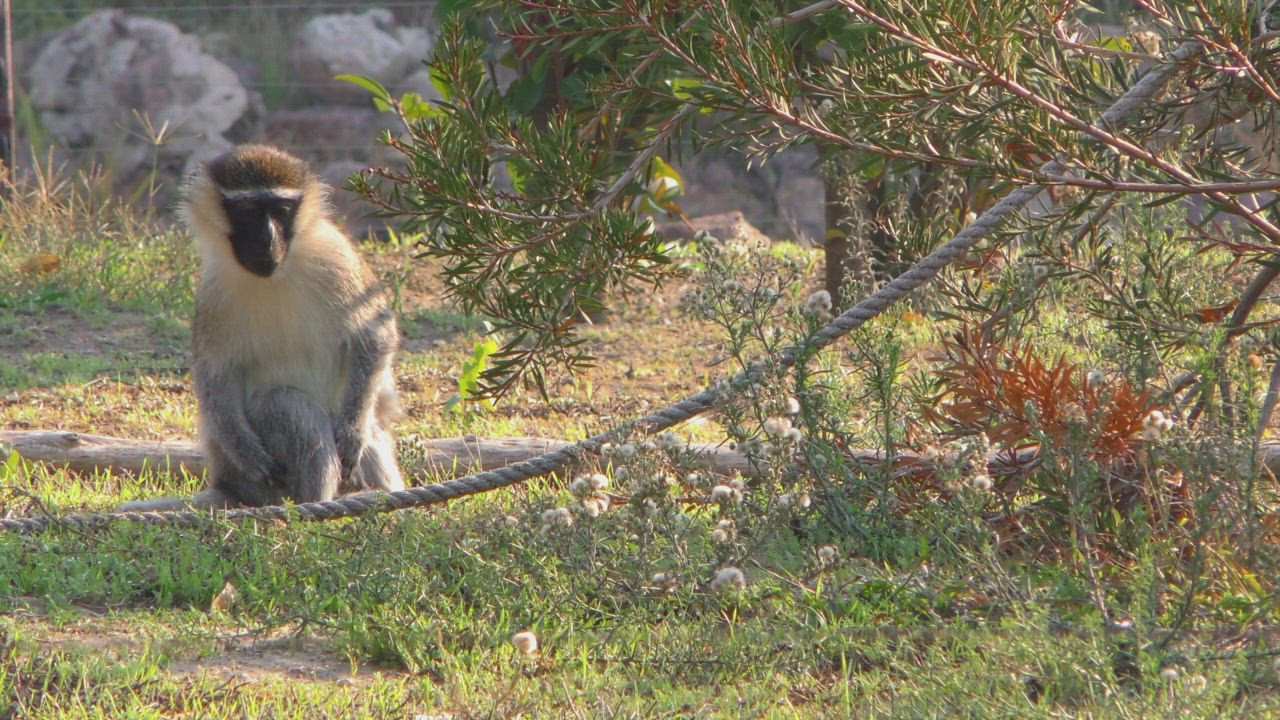 Monkey in the zoo - Free Stock Video