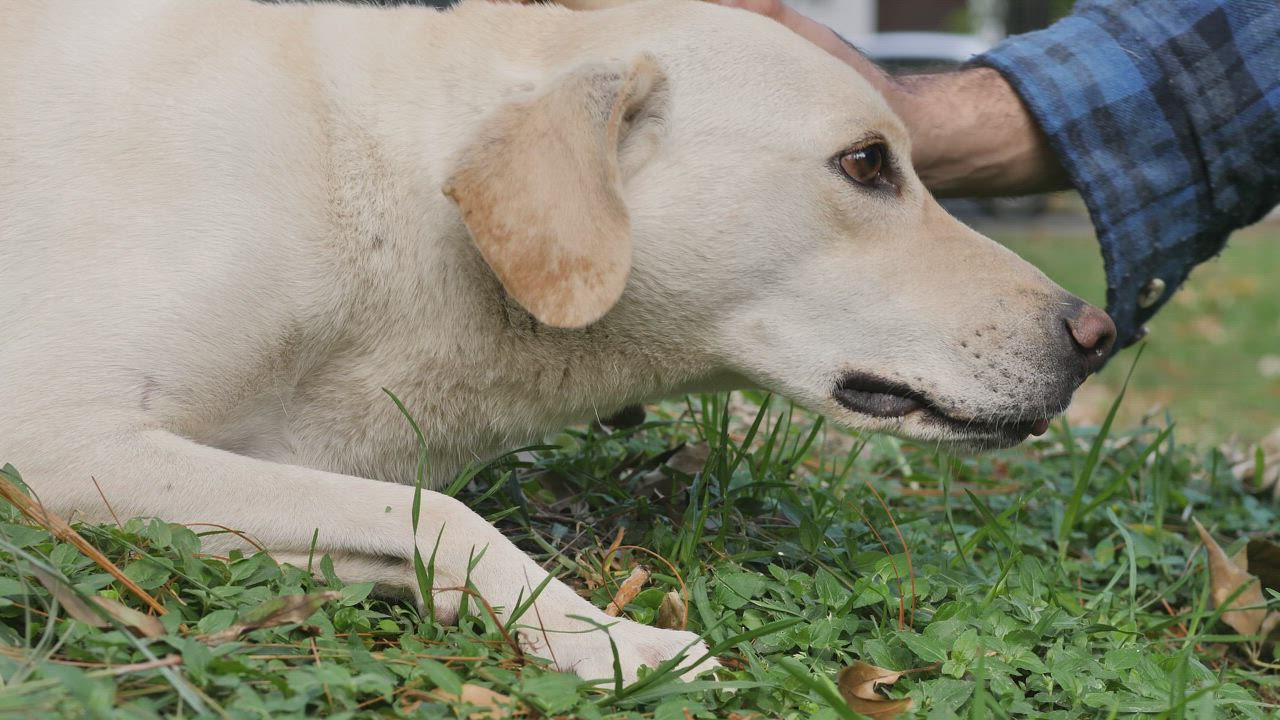 Stroking a dog lying on the grass - Free Stock Video