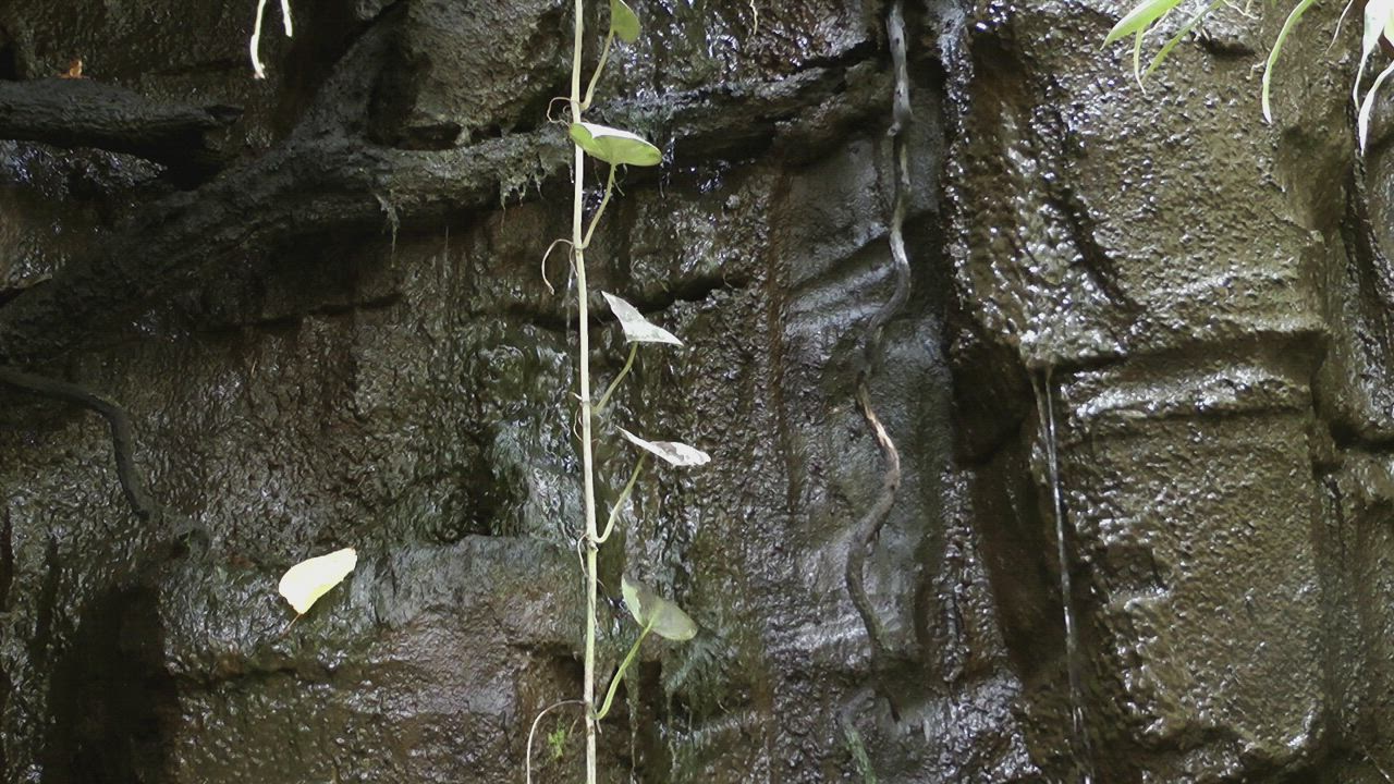Water trickling down a rock wall - Free Stock Video