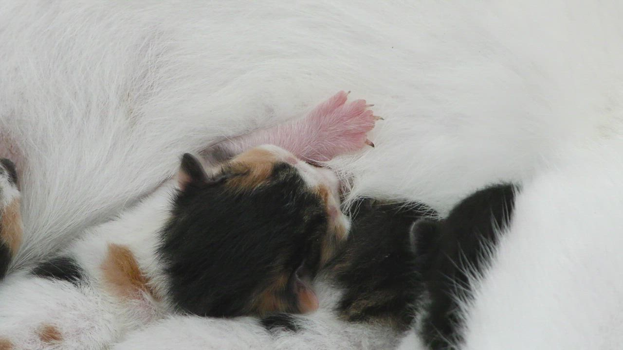 Newborn cats with their mother - Free Stock Video