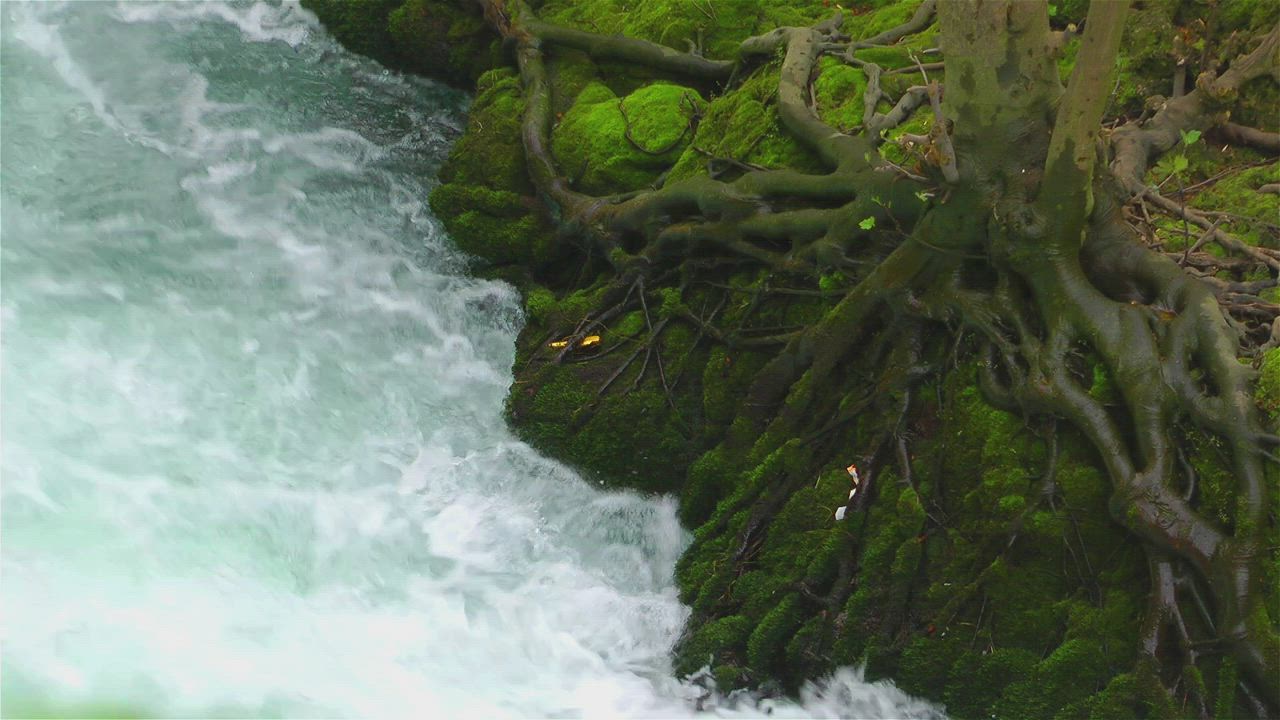 River running along the roots of a tree - Free Stock Video