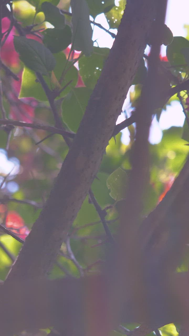 Little pink flowers on a tree - Free Stock Video