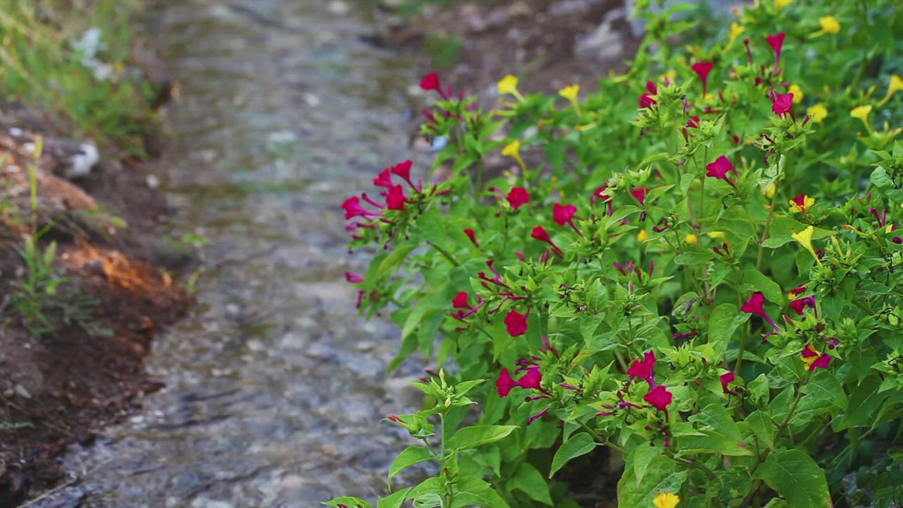 Small river in a flower garden - Free Stock Video