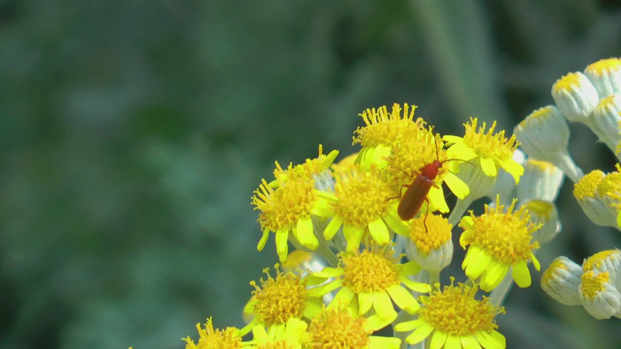 Insect on yellow flowers - Free Stock Video