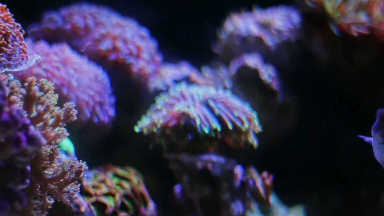 Marine life in a fish tank - Free Stock Video