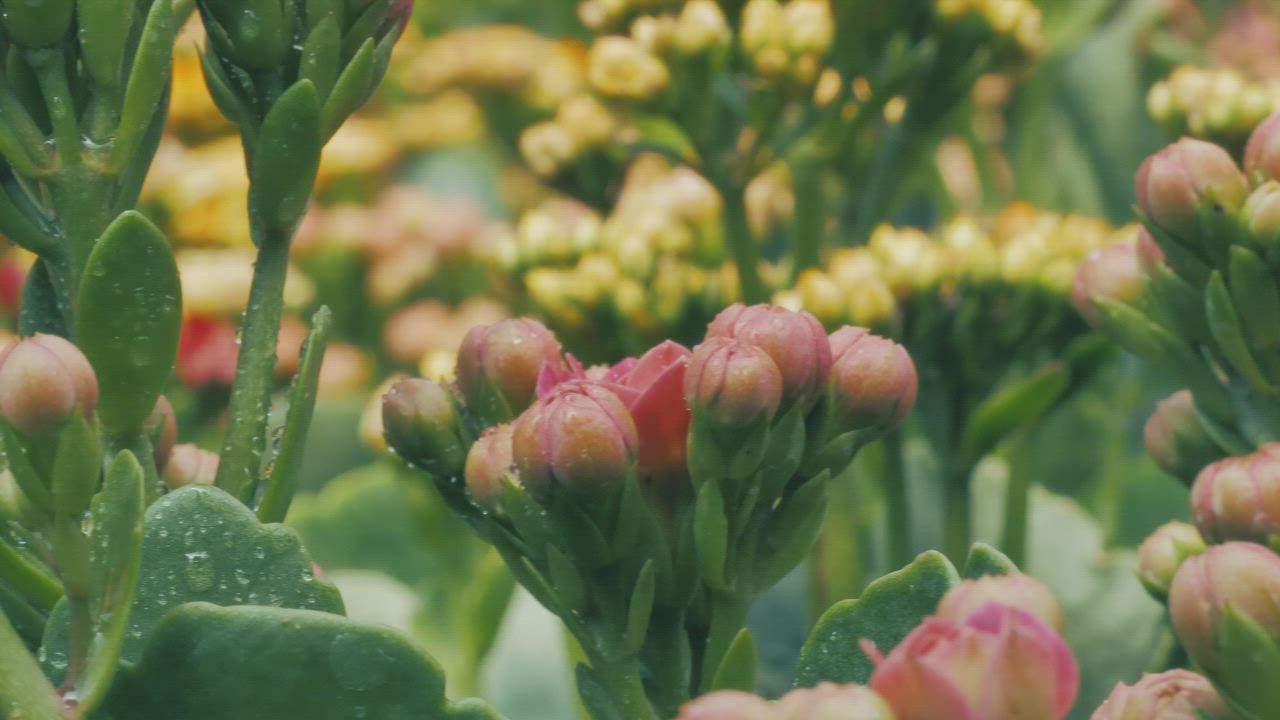 Bunches of unopened flowers - Free Stock Video