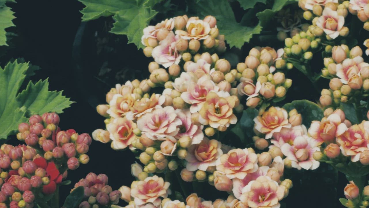 Pretty unopened flowers - Free Stock Video