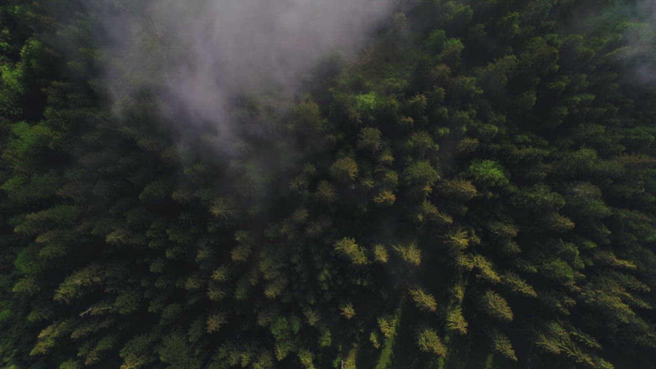 Top aerial view of a mist filled forest - Free Stock Video