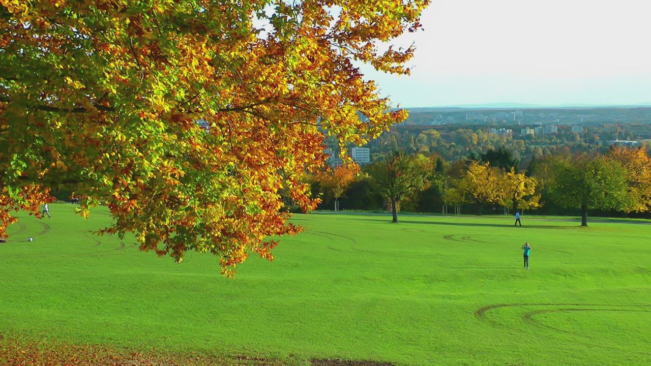 Beautiful field in a park in autumn - Free Stock Video