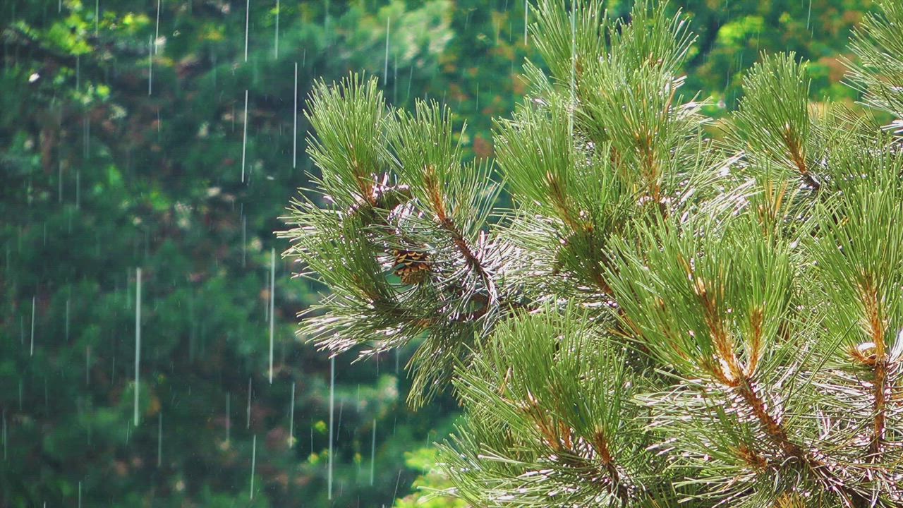 Raining in a pine forest and green trees - Free Stock Video