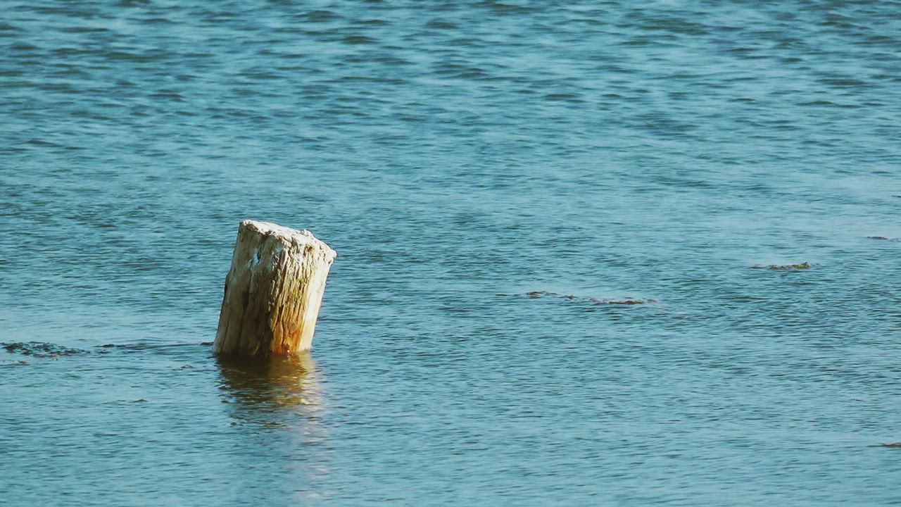 Log rising in the sea - Free Stock Video