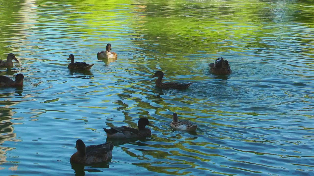Ducks having fun in a lake - Free Stock Video