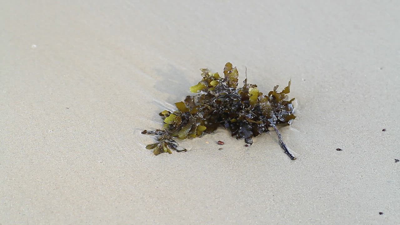 Insects on seaweed - Free Stock Video