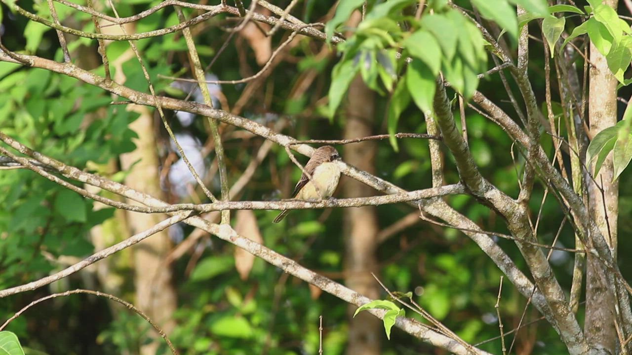 Small bird looking around - Free Stock Video
