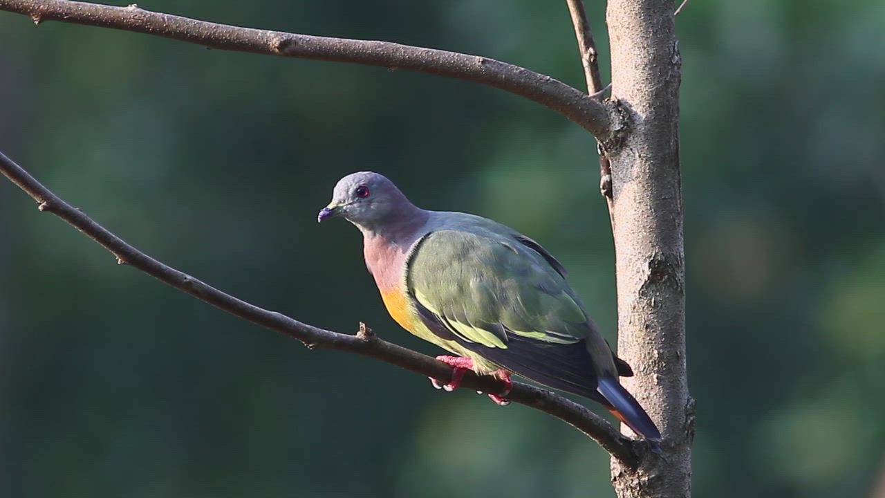 Colorful Pigeon in a tree - Free Stock Video