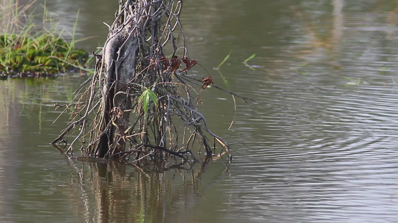 Swamp water ripples - Free Stock Video