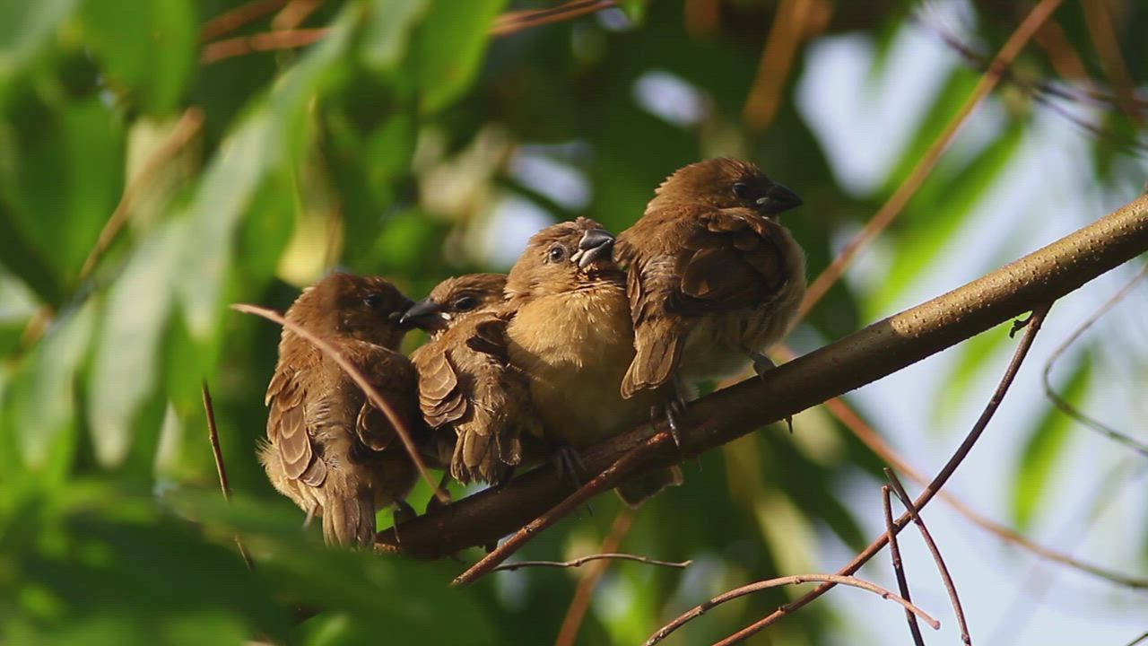 Group of birds resting in a tree - Free Stock Video