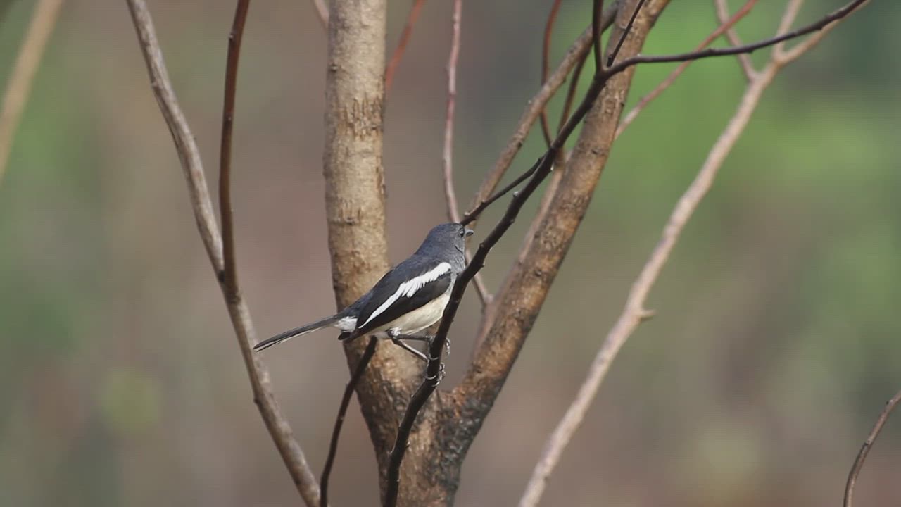 Bird looking towards the camera - Free Stock Video