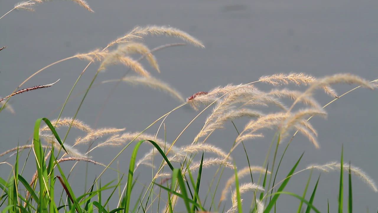 Grass swaying by a lake - Free Stock Video