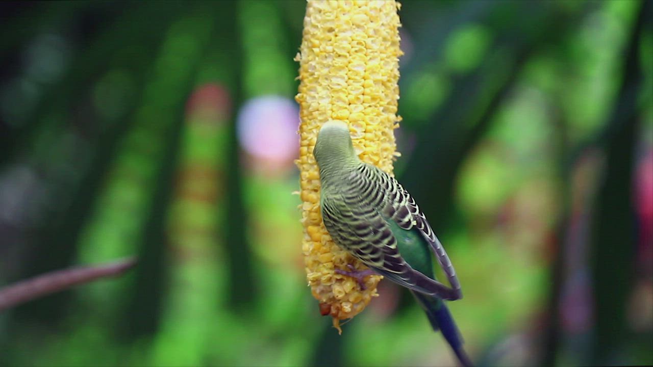 Bird eating corn - Free Stock Video