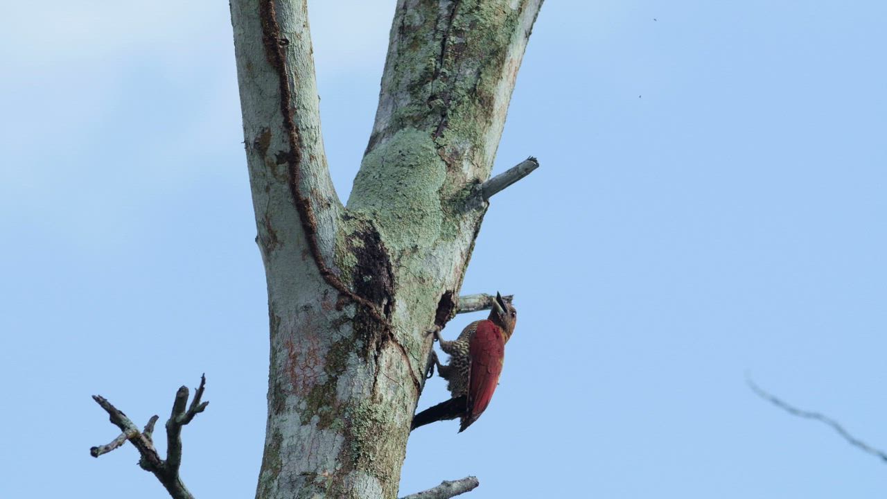 Woodpecker inside a tree - Free Stock Video
