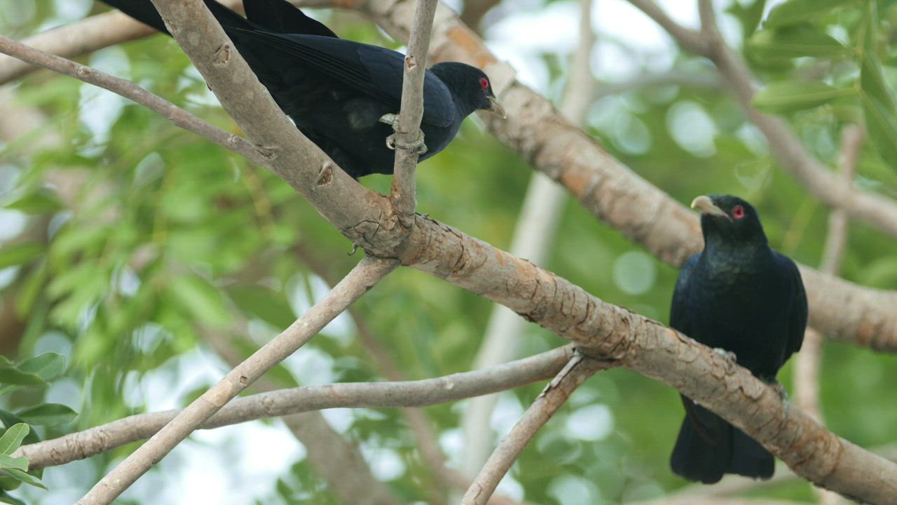 Two Koel in a tree - Free Stock Video