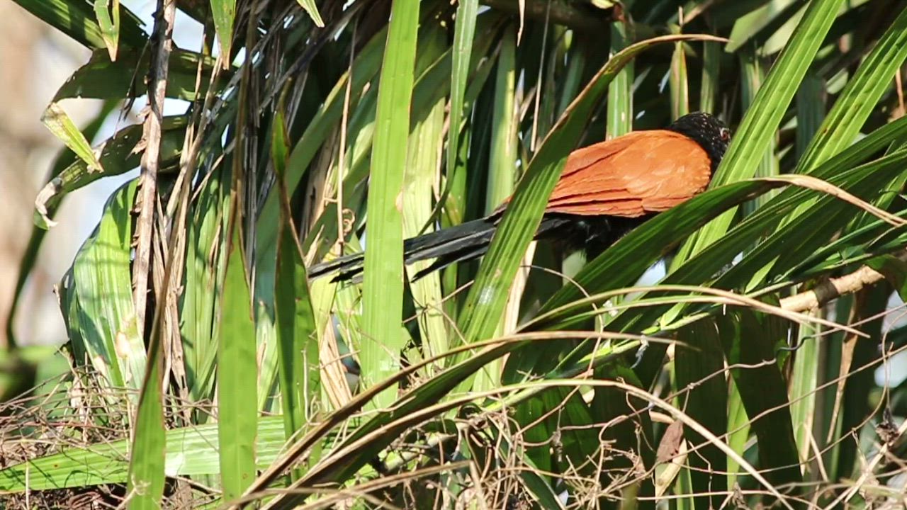 Bird walking through dry grass - Free Stock Video