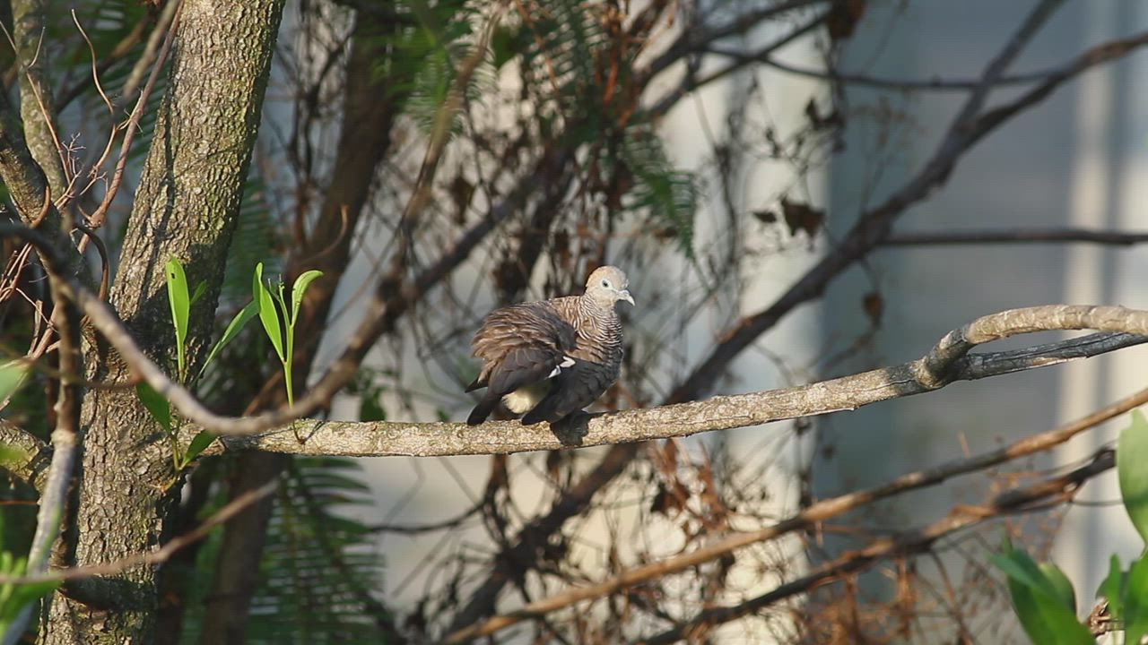 Dove cleaning their feathers in the sun - Free Stock Video