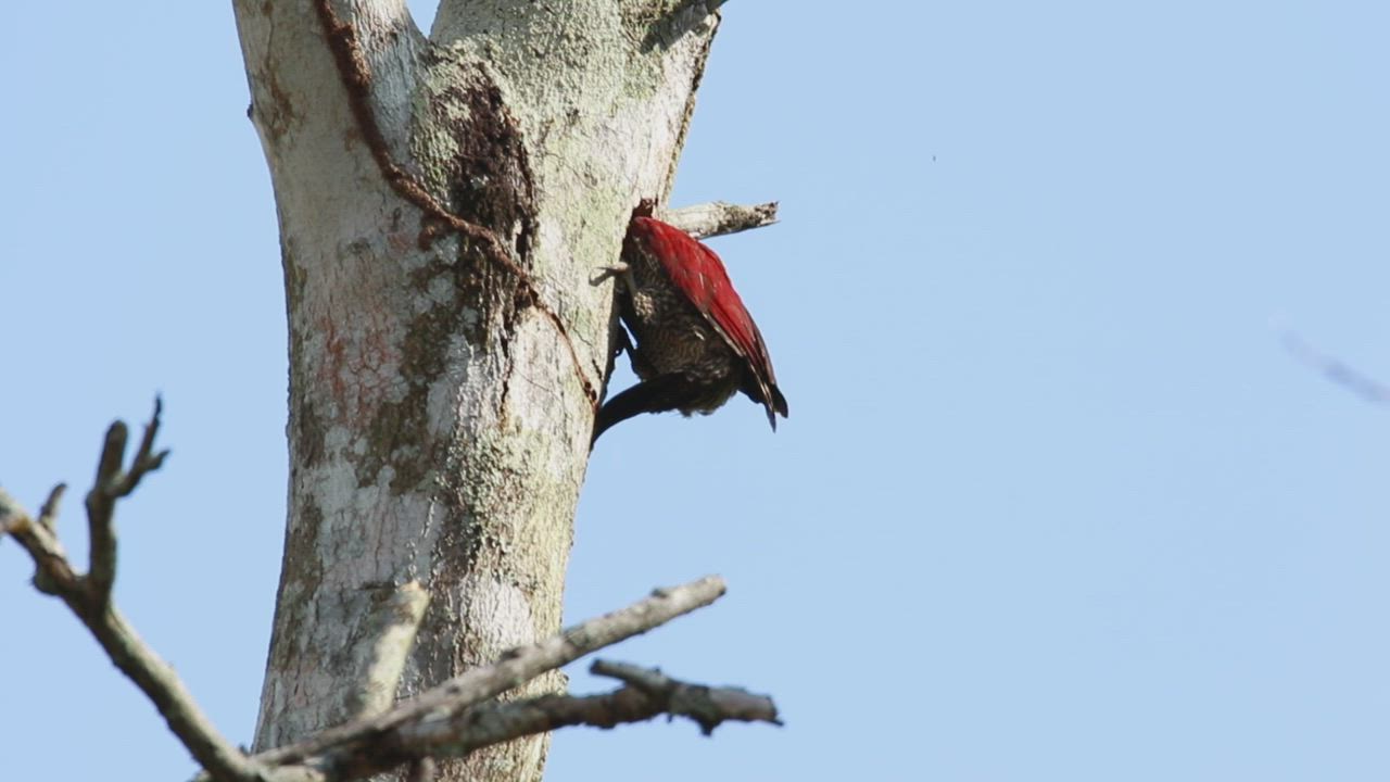 Woodpecker chipping away at a tree - Free Stock Video