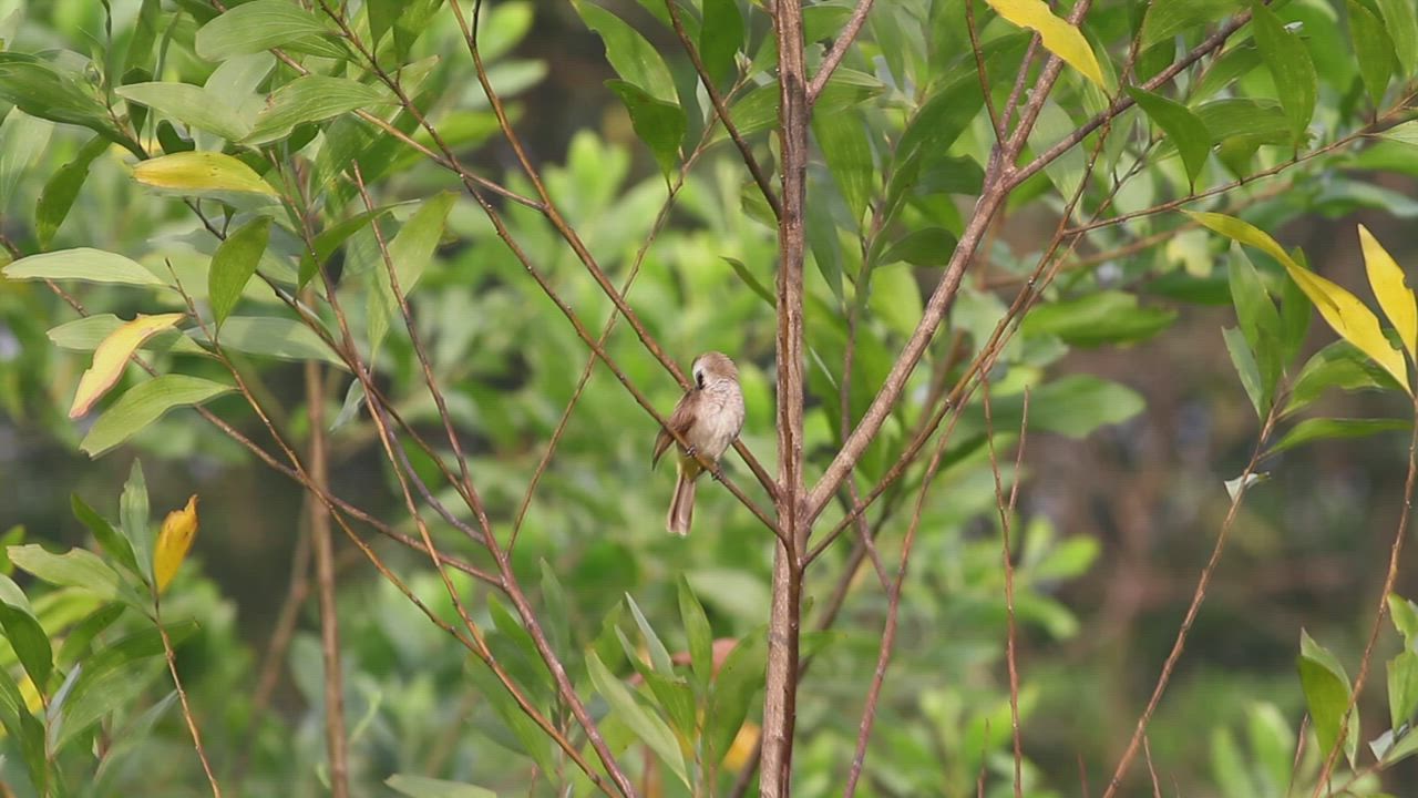 Bulbul lifting its wing - Free Stock Video