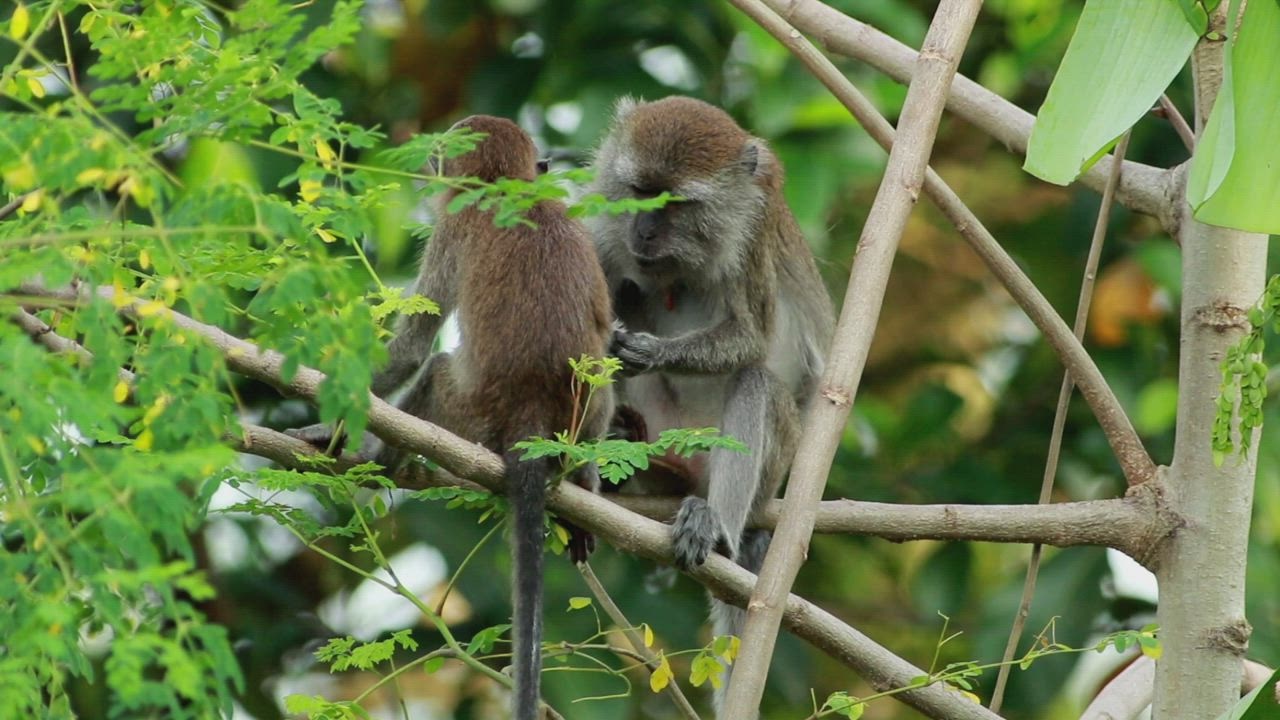 Pair of Monkeys in the wild - Free Stock Video