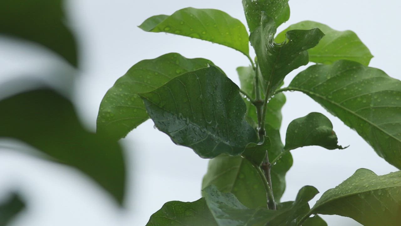 Damp leaves during a storm - Free Stock Video
