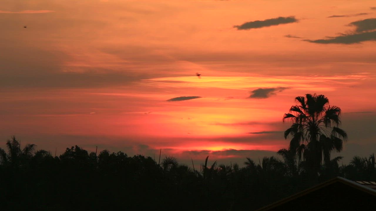 Rising sun over tall trees - Free Stock Video