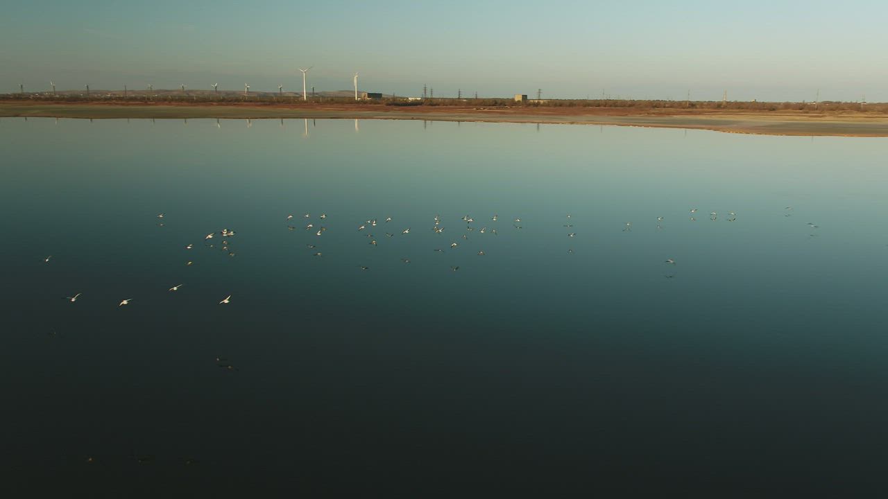 Birds lifting off from still water - Free Stock Video