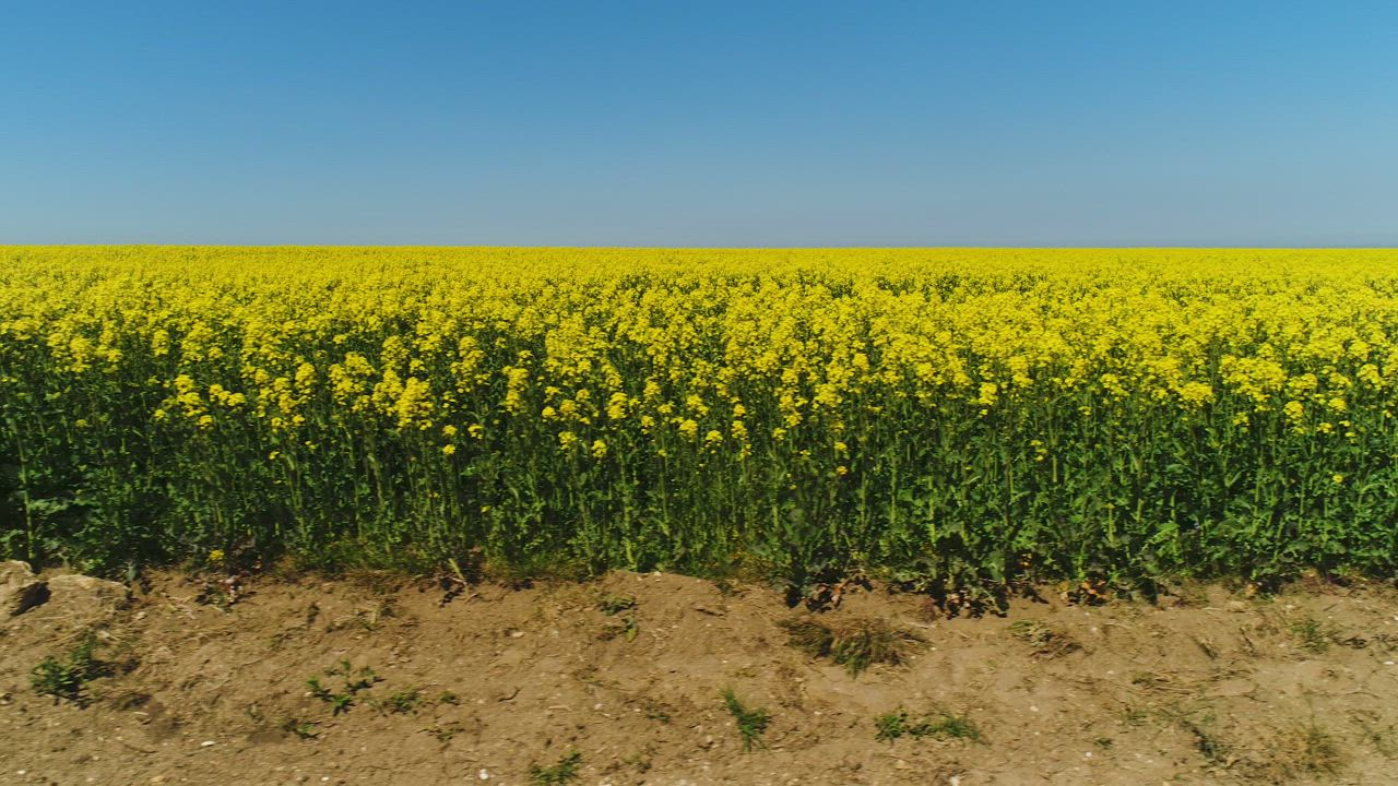 Bright yellow crops in a dry field - Free Stock Video