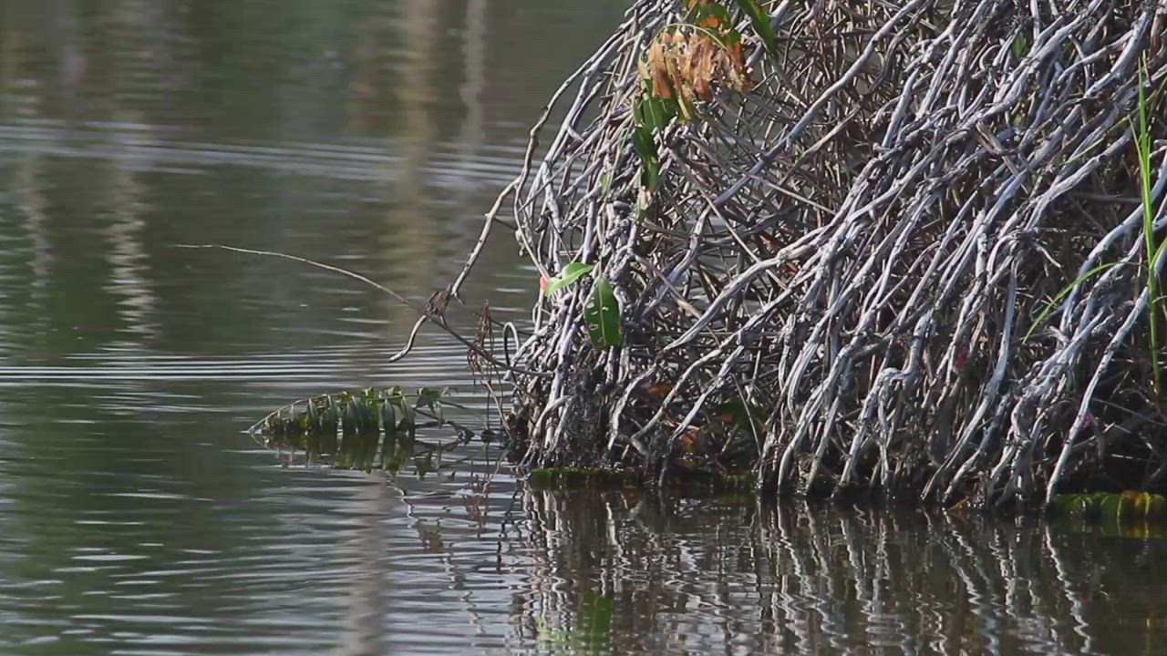 Roots growing into swamp water - Free Stock Video