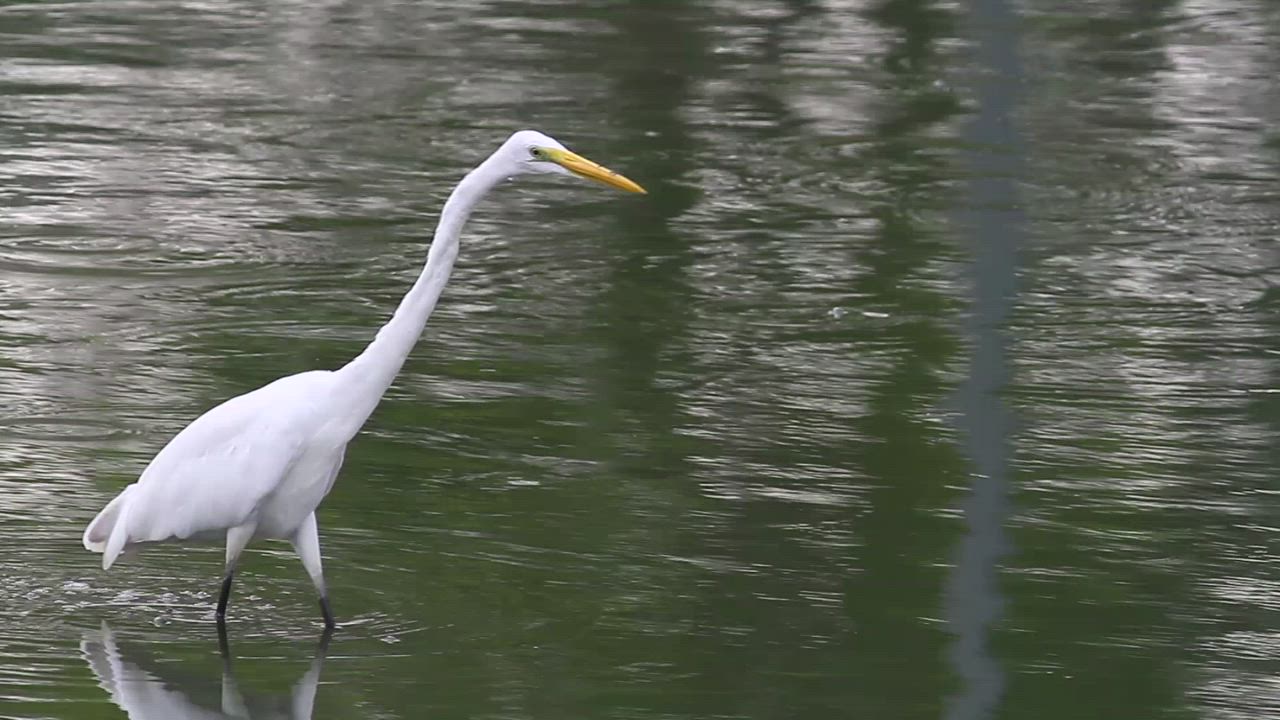 White bird walking through a lake - Free Stock Video