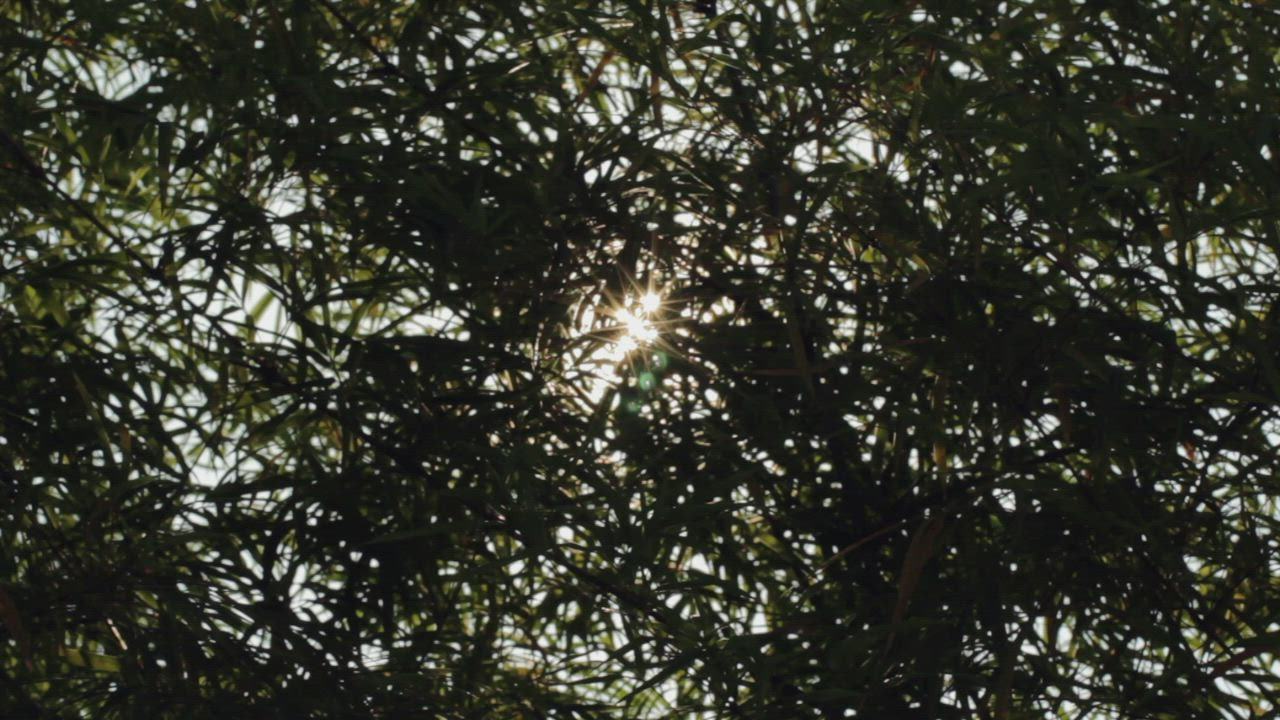 Lens flare through the trees - Free Stock Video