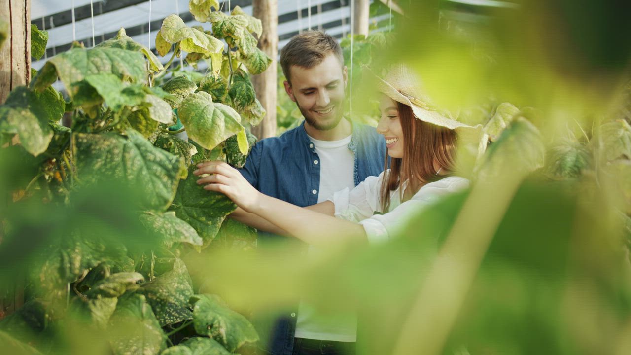 Couple talking about plants in a greenhouse - Free Stock Video