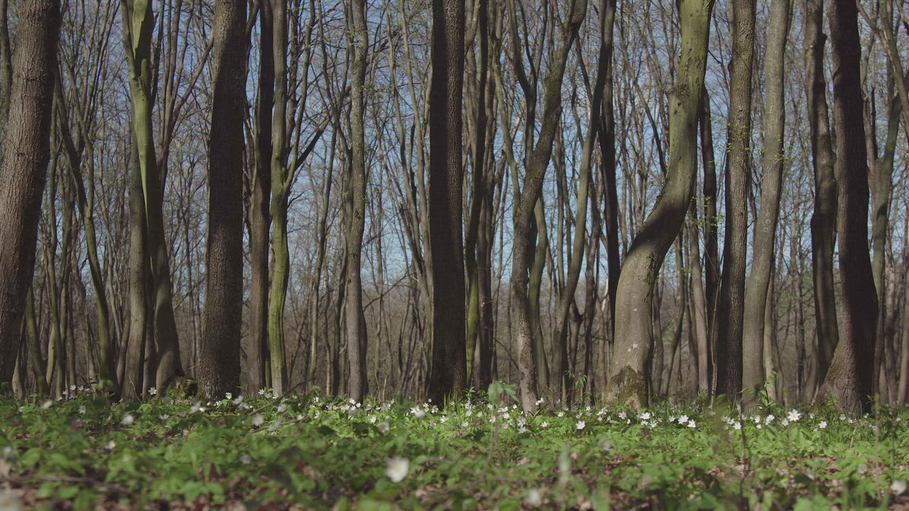 Sunny woods full of trees in spring - Free Stock Video