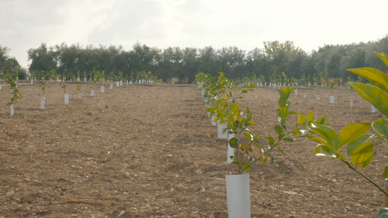 Agriculture field with a large plantation - Free Stock Video