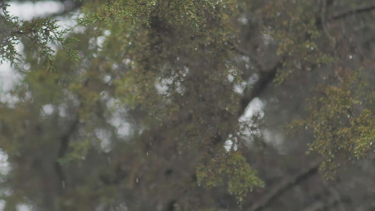 Winter wind storm in forest - Free Stock Video