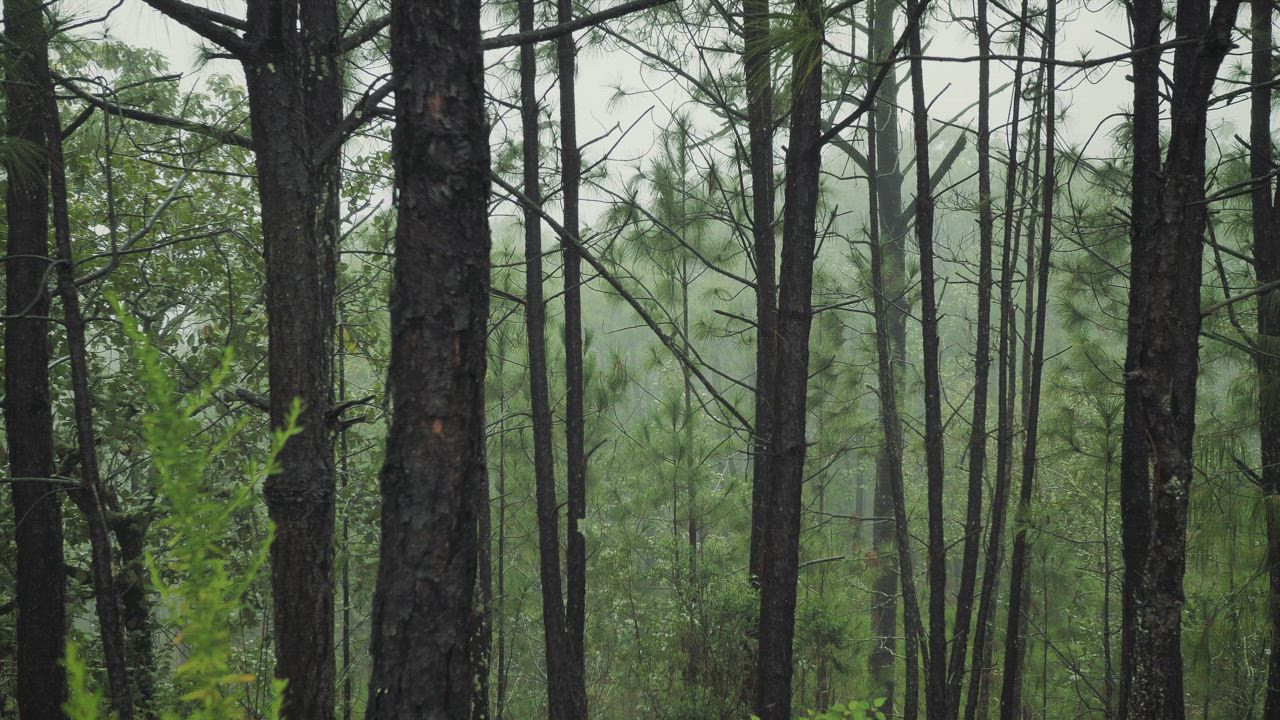 Temperate forest with trees - Free Stock Video