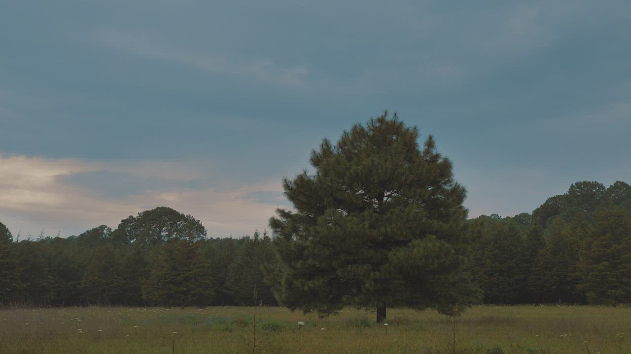 Tree in a forest on a rainy day - Free Stock Video