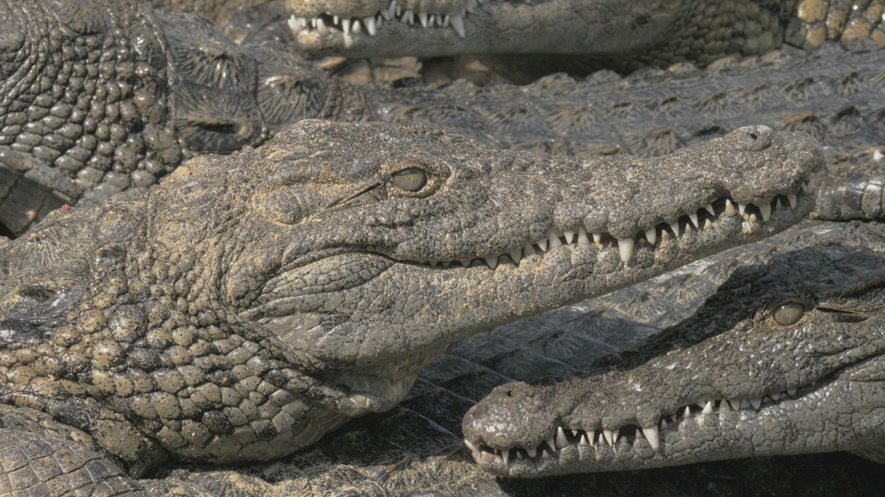 Lots of Alligators on a river bank - Free Stock Video