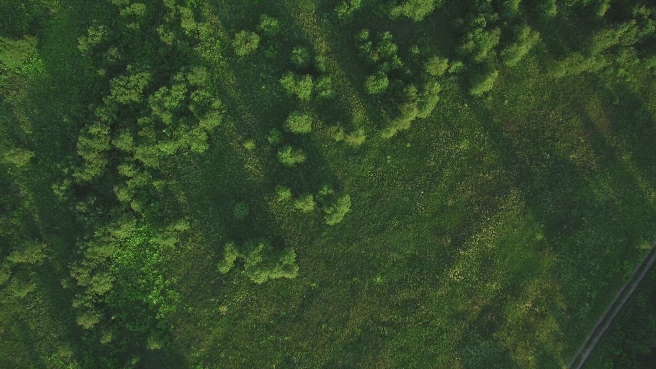 Scattered trees in a forest - Free Stock Video